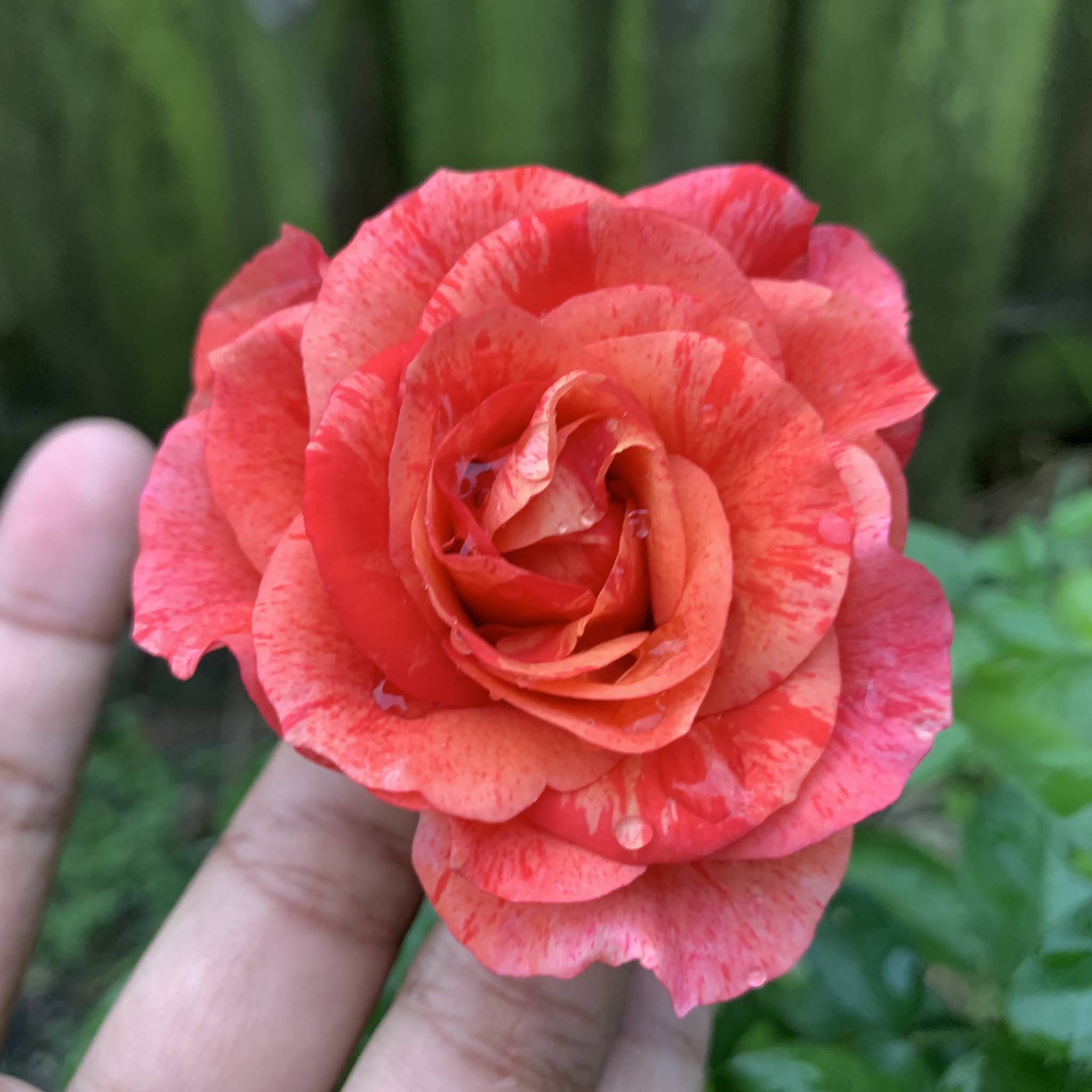 Post from Emmanuel Arce - The Ultimate Gardener