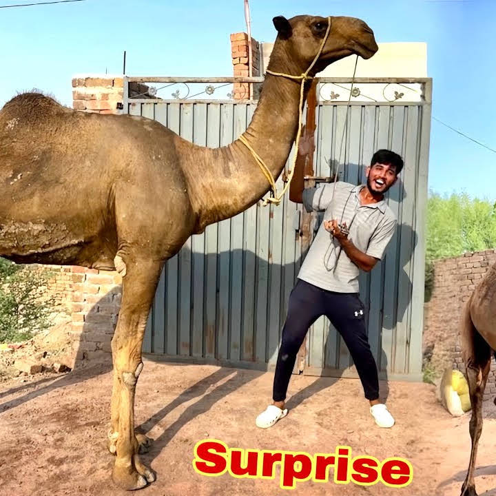 Post from Hammad Shafique Vlogs