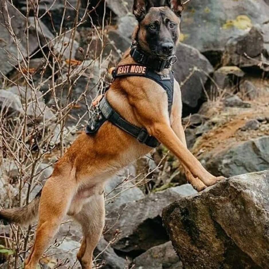 Post from Furever Pets