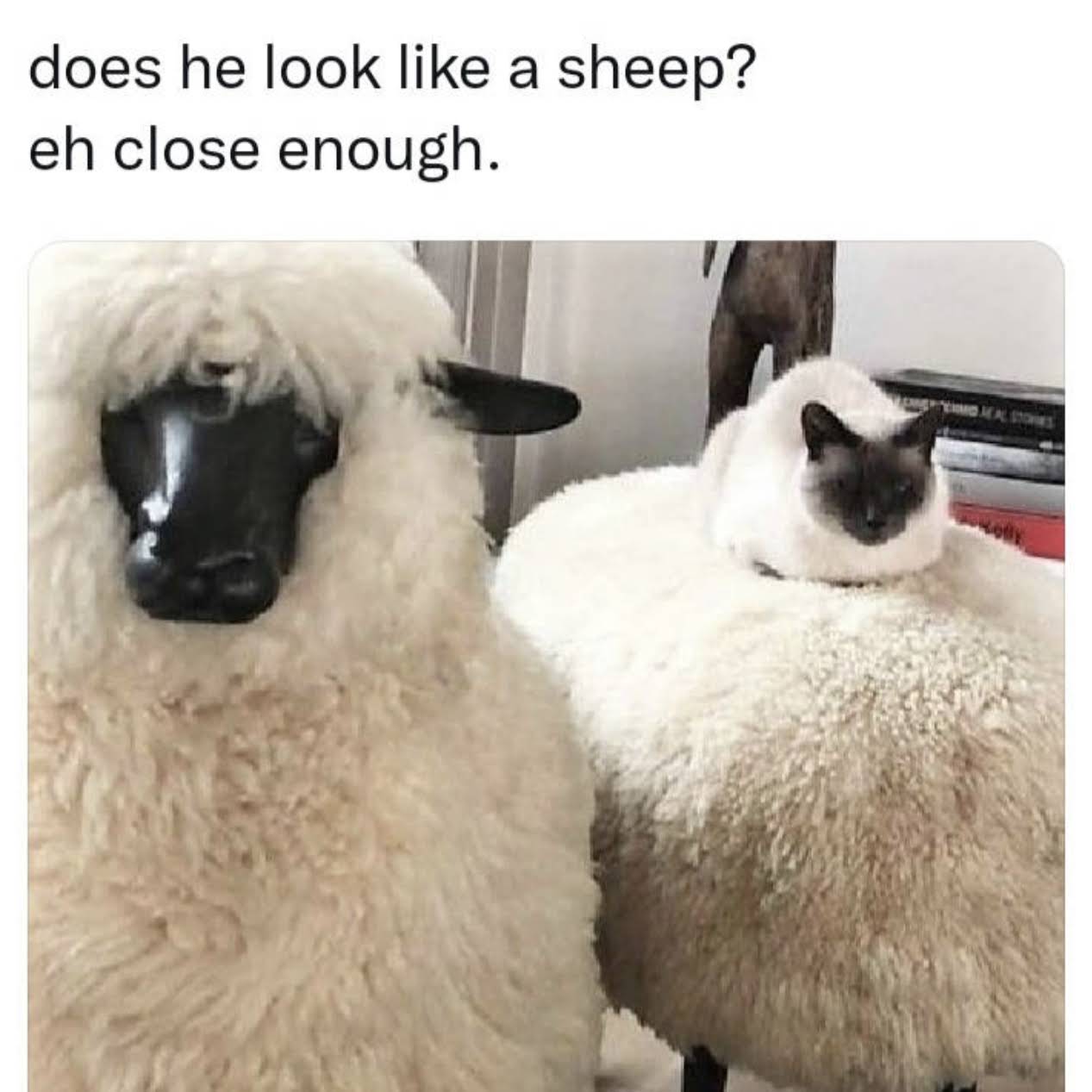 Post from Connor Pugs