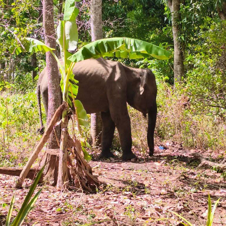Post from Talk With Nethula
