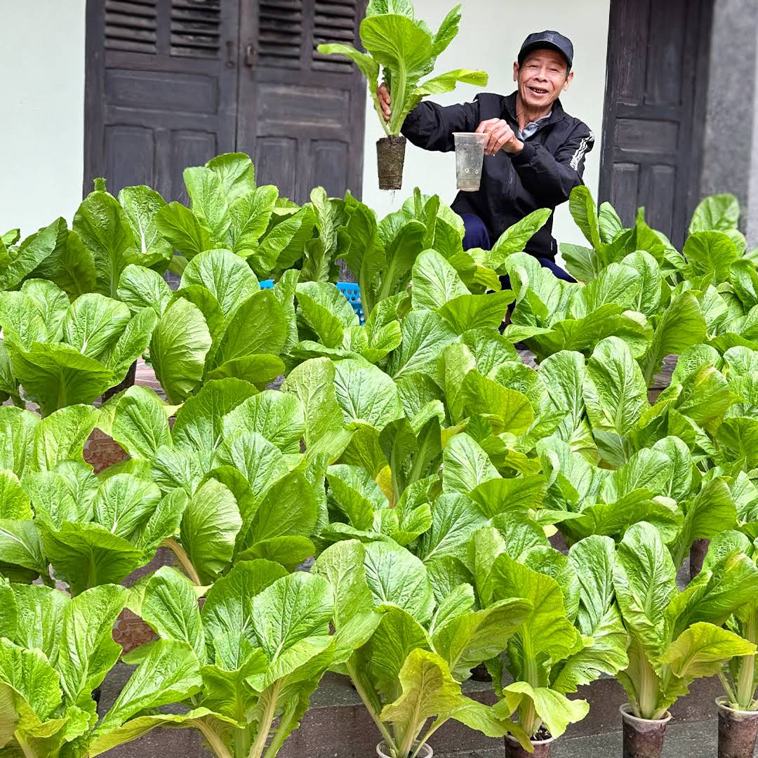 Post from TEO Garden