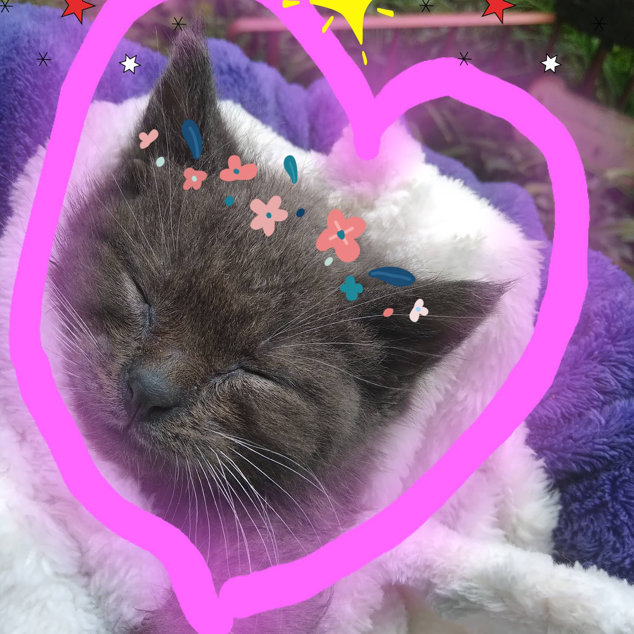 Post from cool cookie fans all watch