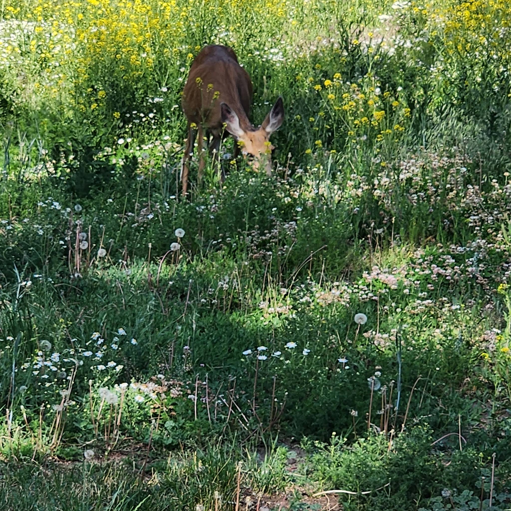Post from Mountain Spring Homestead