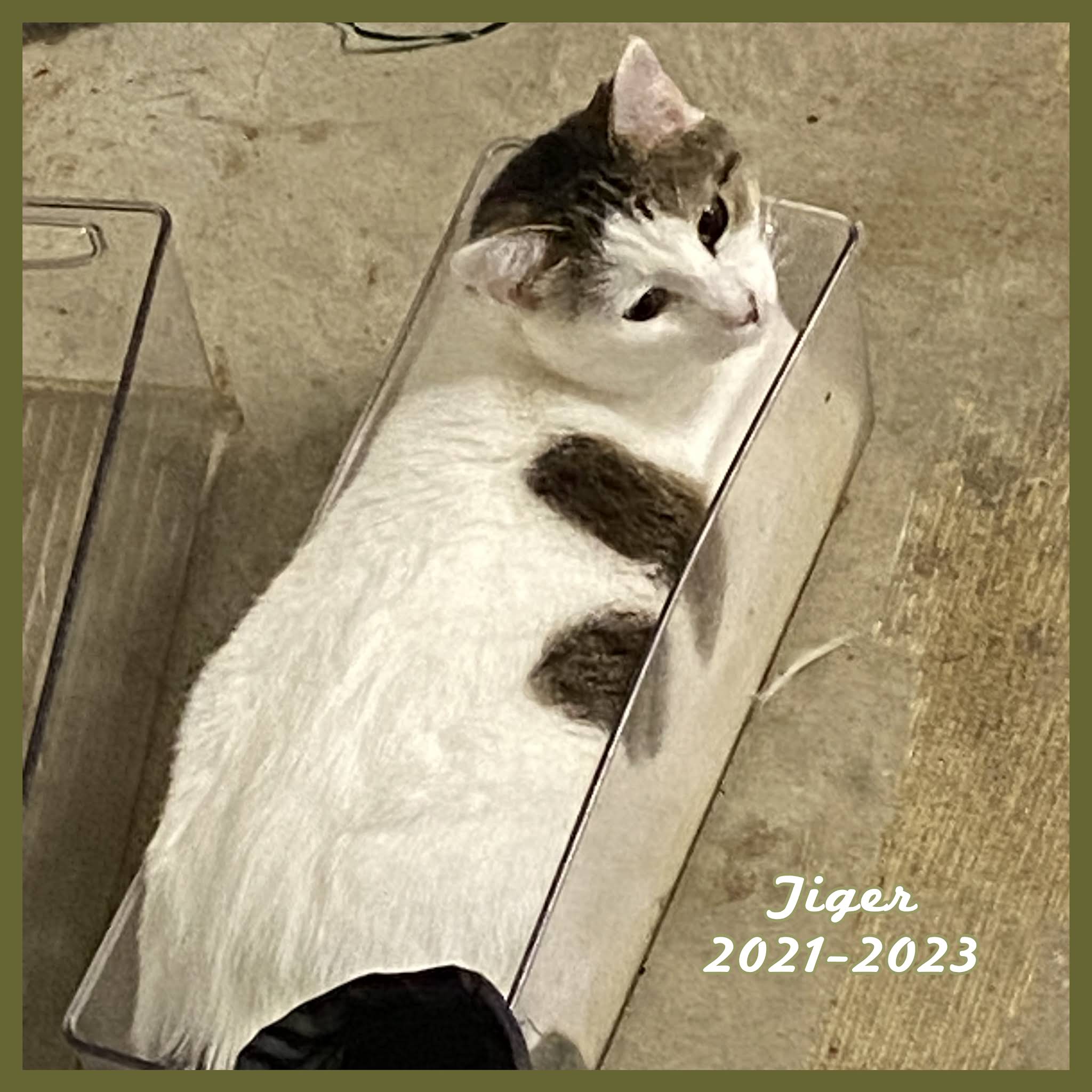 Post from Kaye Kittrell Late Bloomer