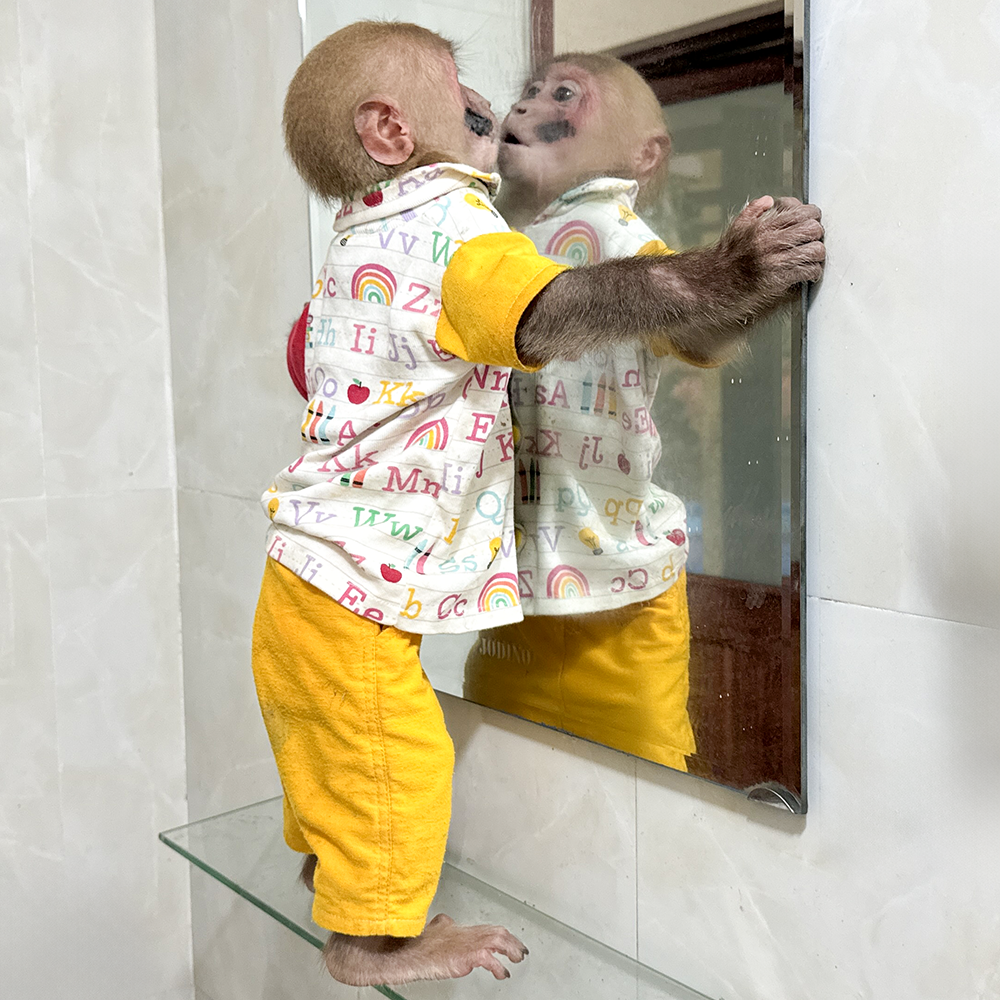 Post from Monkey BiBi