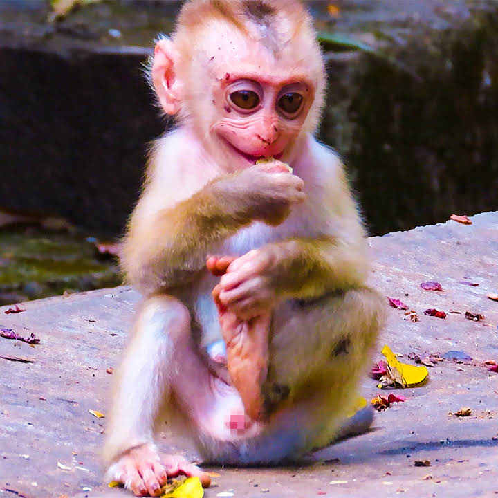 Post from SH animals