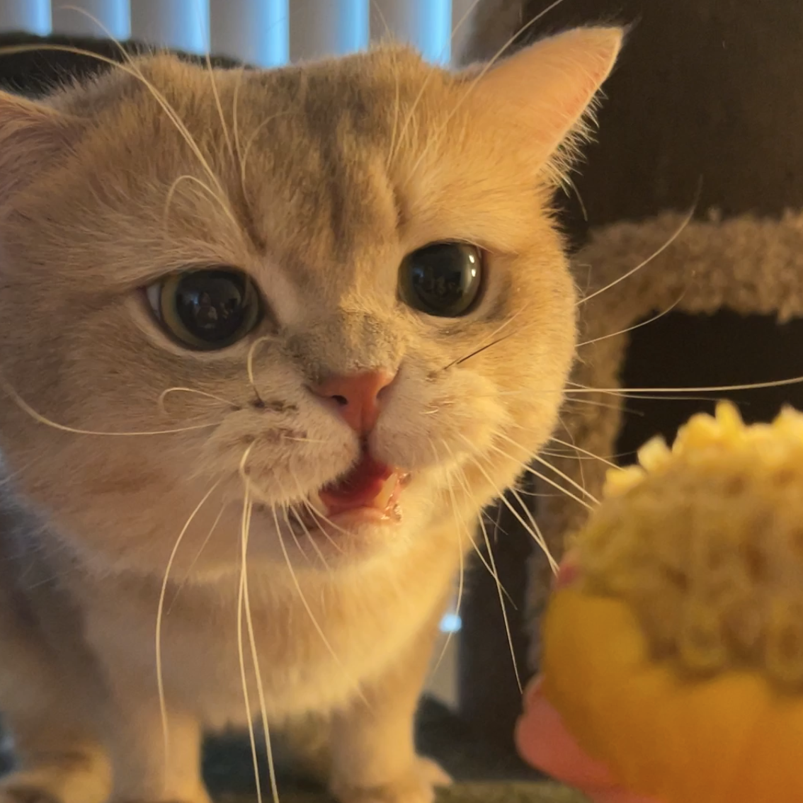 Post from meow__cash