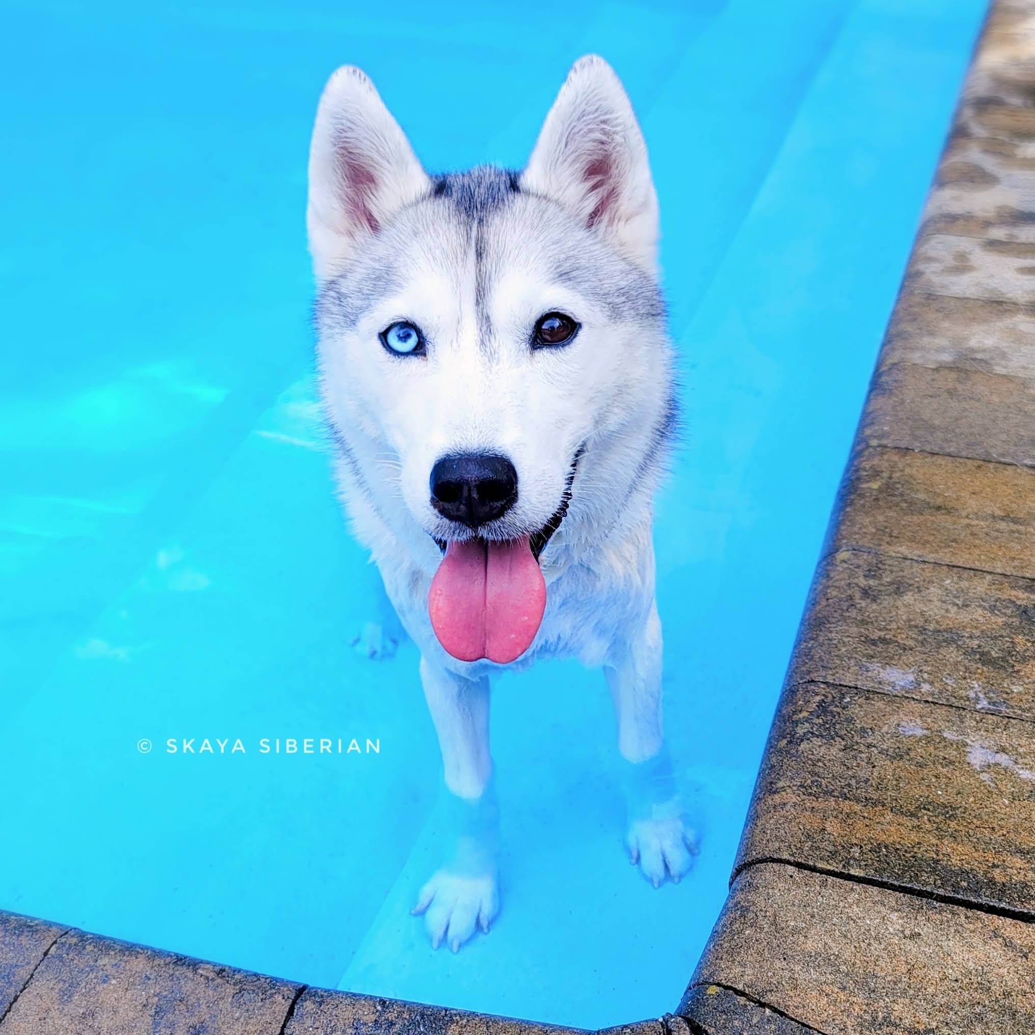 Post from Skaya Siberian
