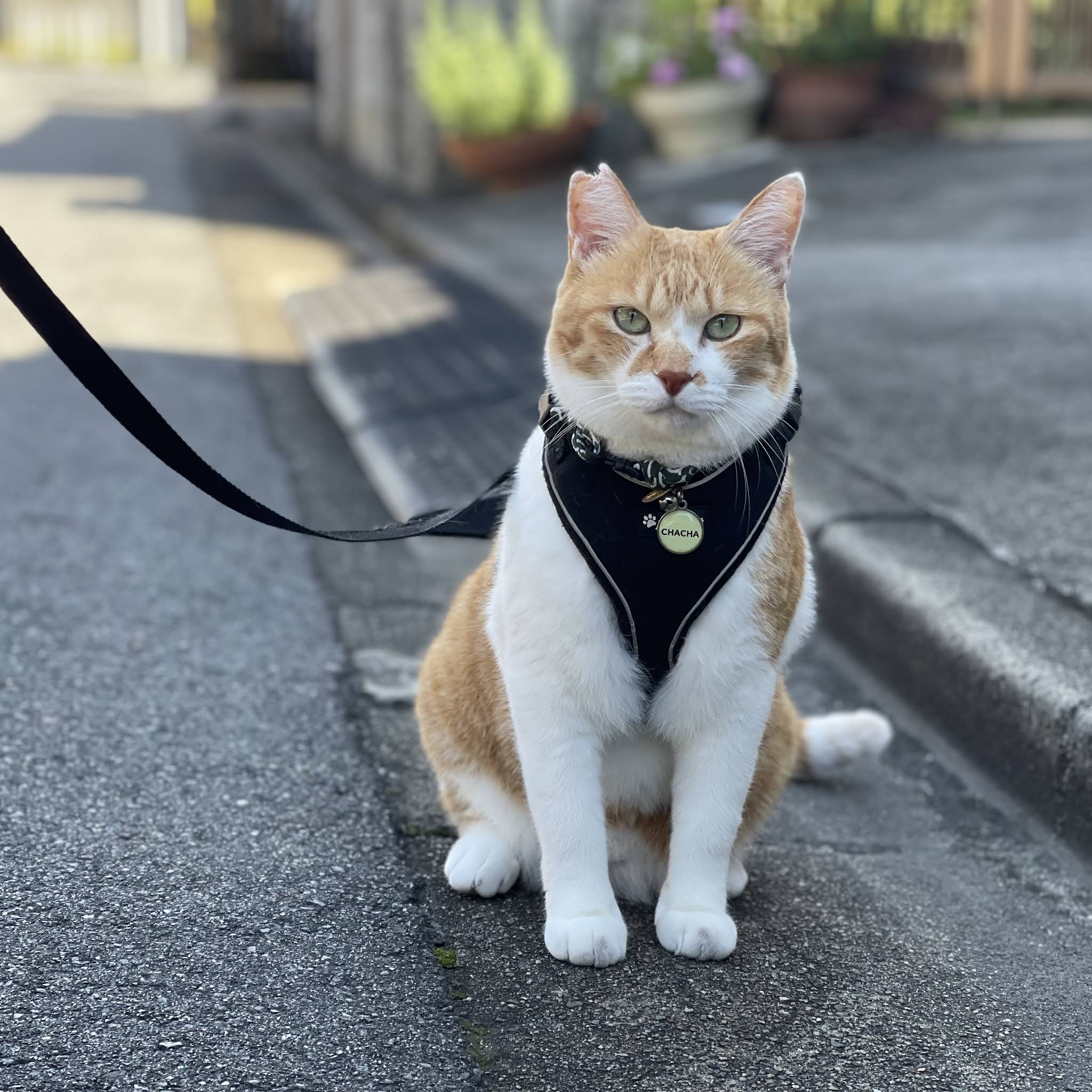 Post from ChaCha: The Former Stray Cat