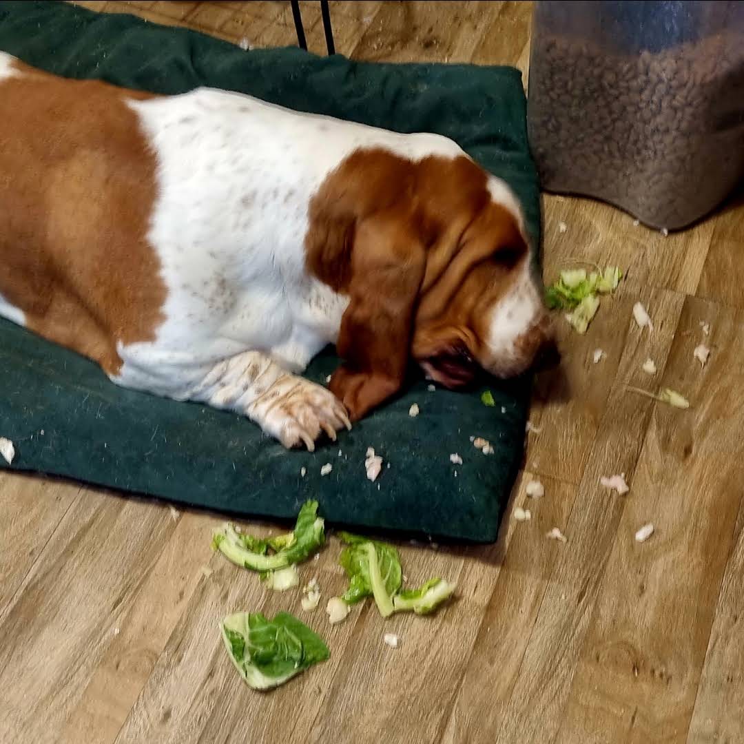 Post from Flat Basset