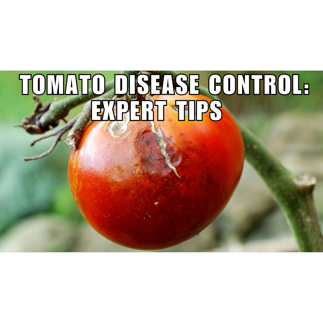 Post from CaliKim29 Garden & Home DIY