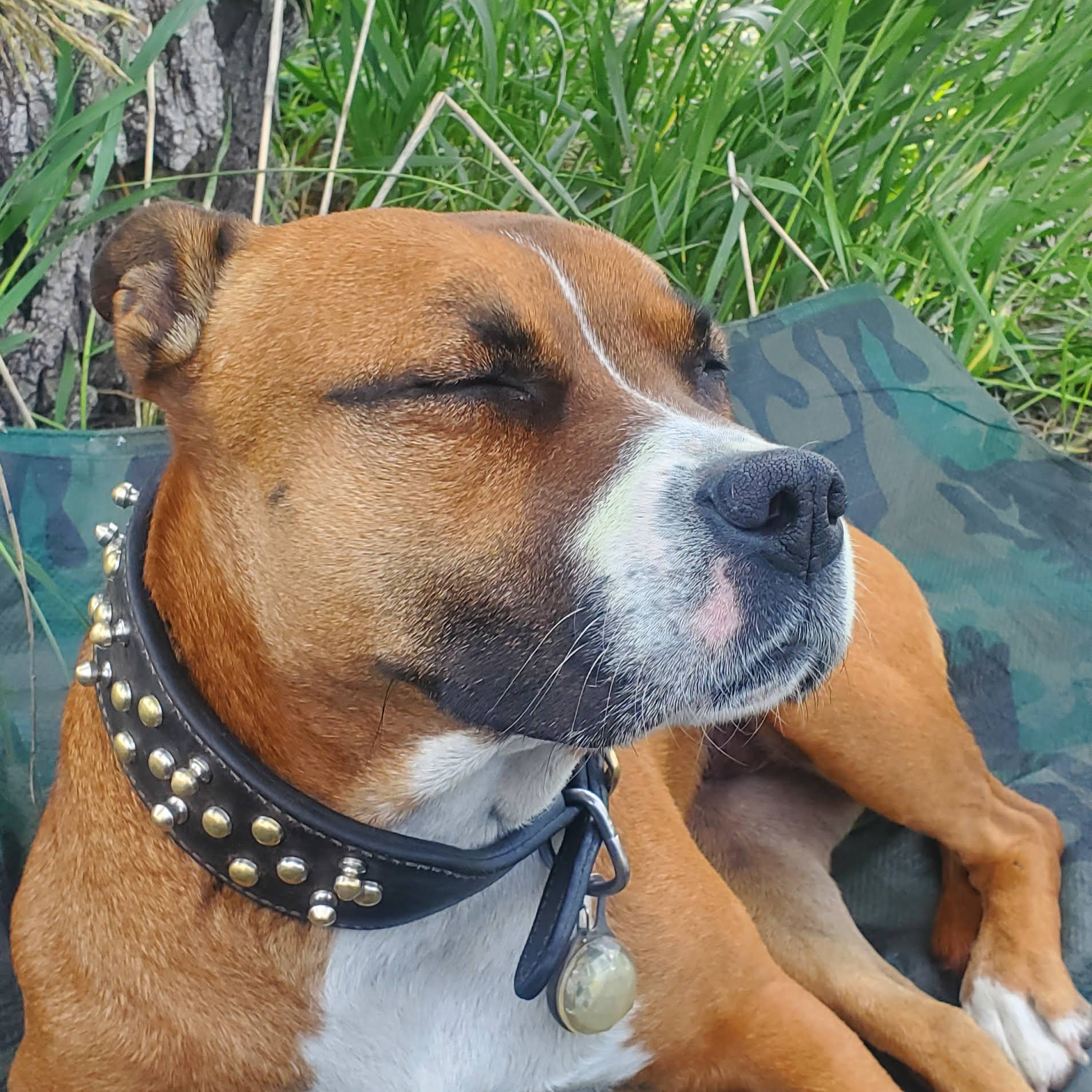 Post from Yard Buzzards