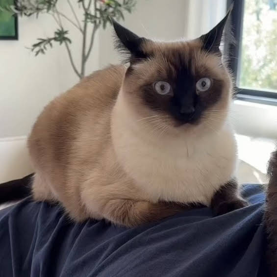 Post from Merv the Cat (...& Chad)