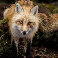 Post from Red Fox Studios