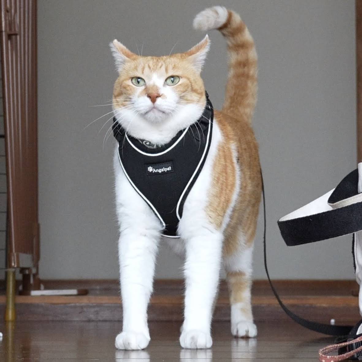 Post from How Chacha, a homeless cat ＆Rme