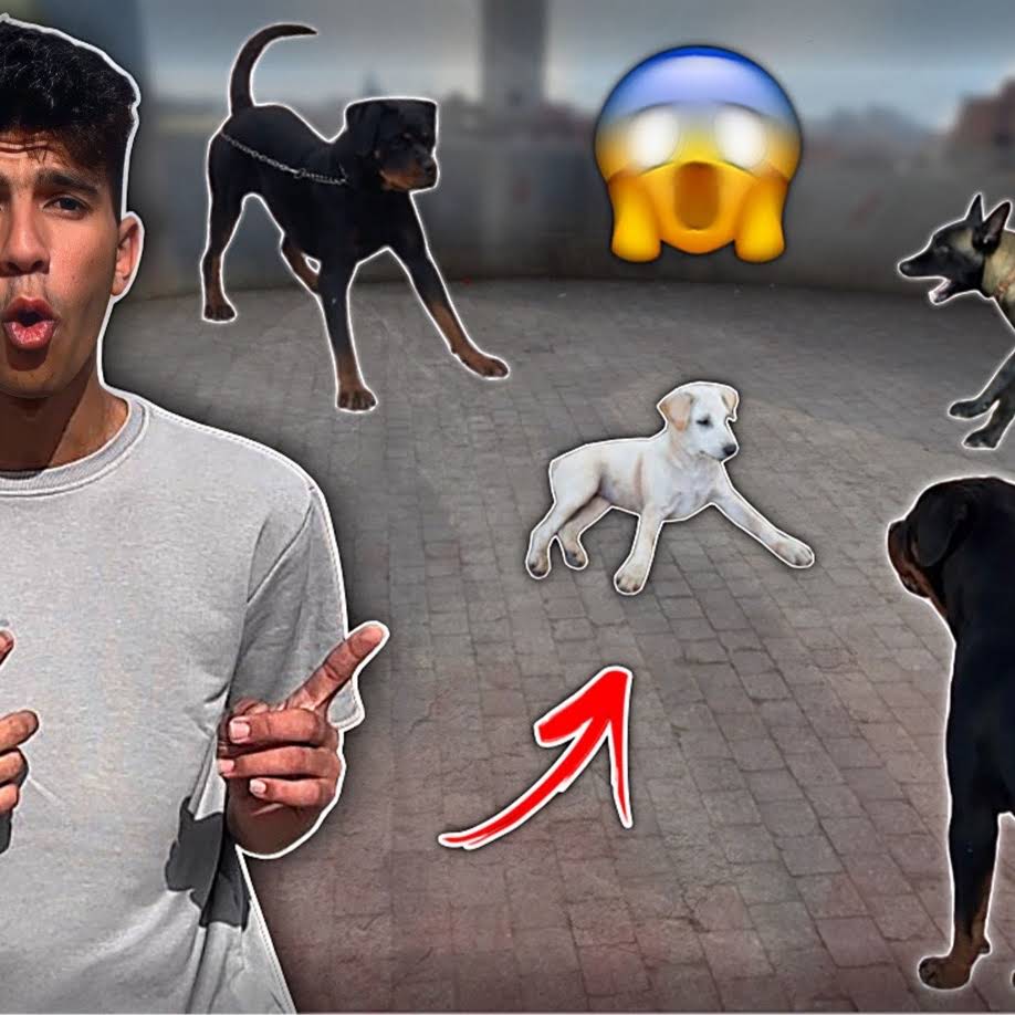 Post from Omar Ahmed - Animals