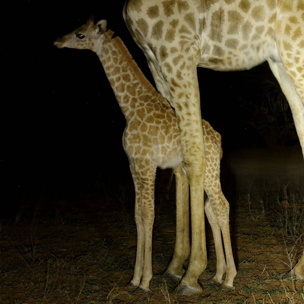 Post from Kim Wolhuter