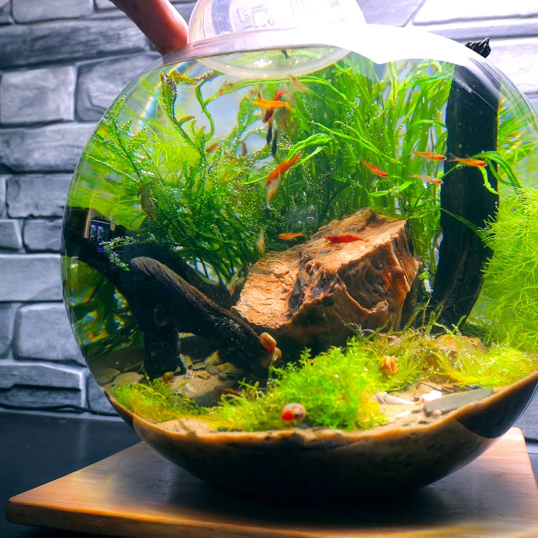 Post from MD Fish Tanks