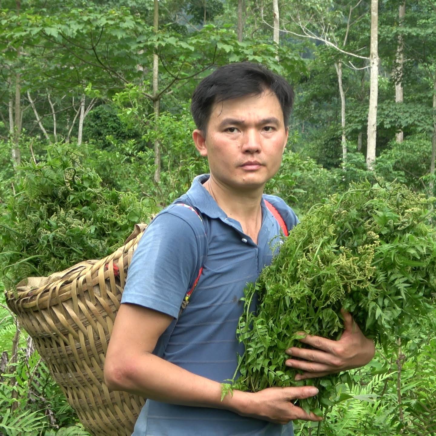 Post from Green forest life