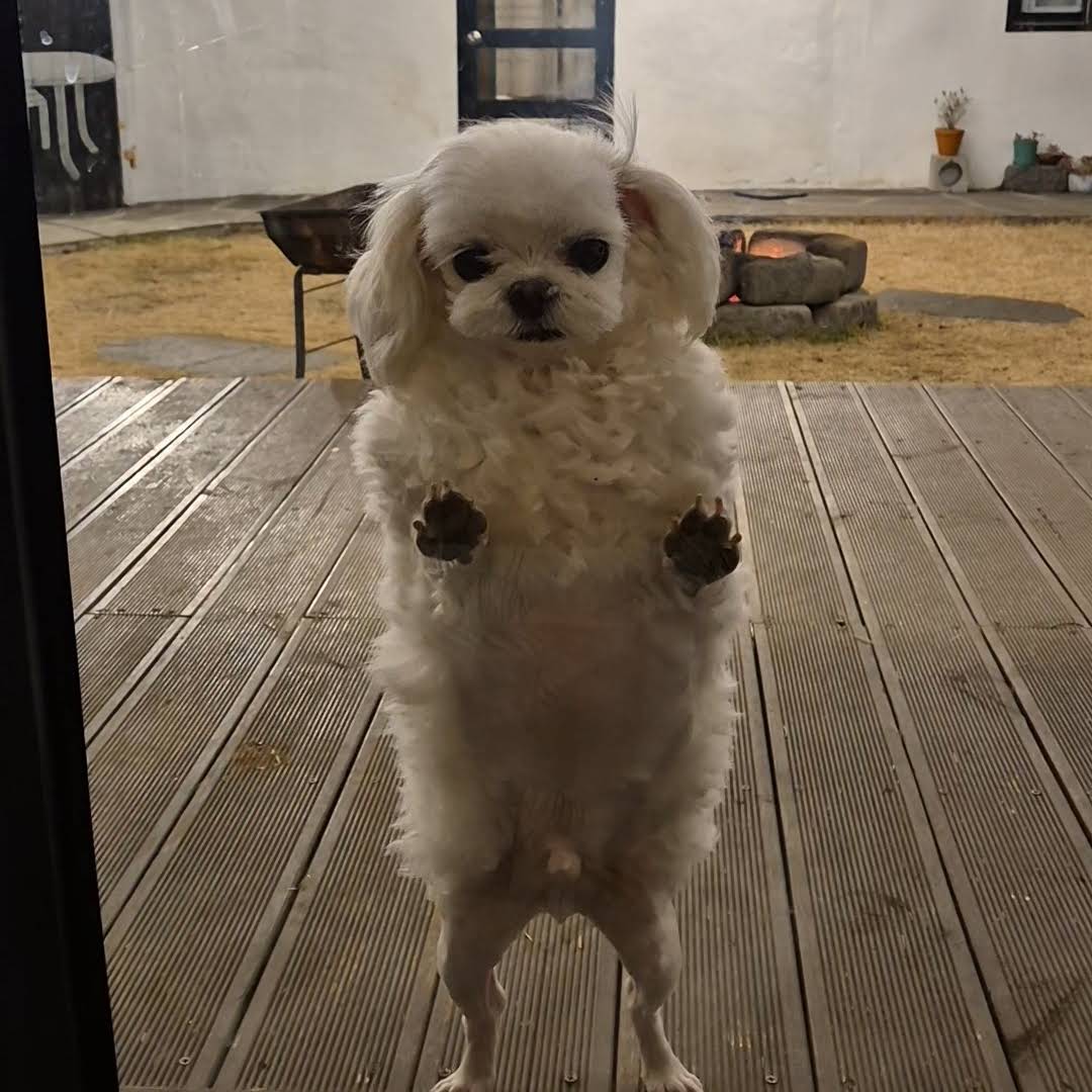 Post from 하망이네_Hamang's story
