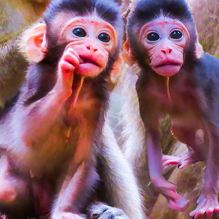 Post from SH animals