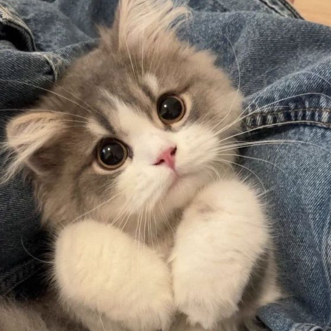 Post from Cuddle Cats Tales