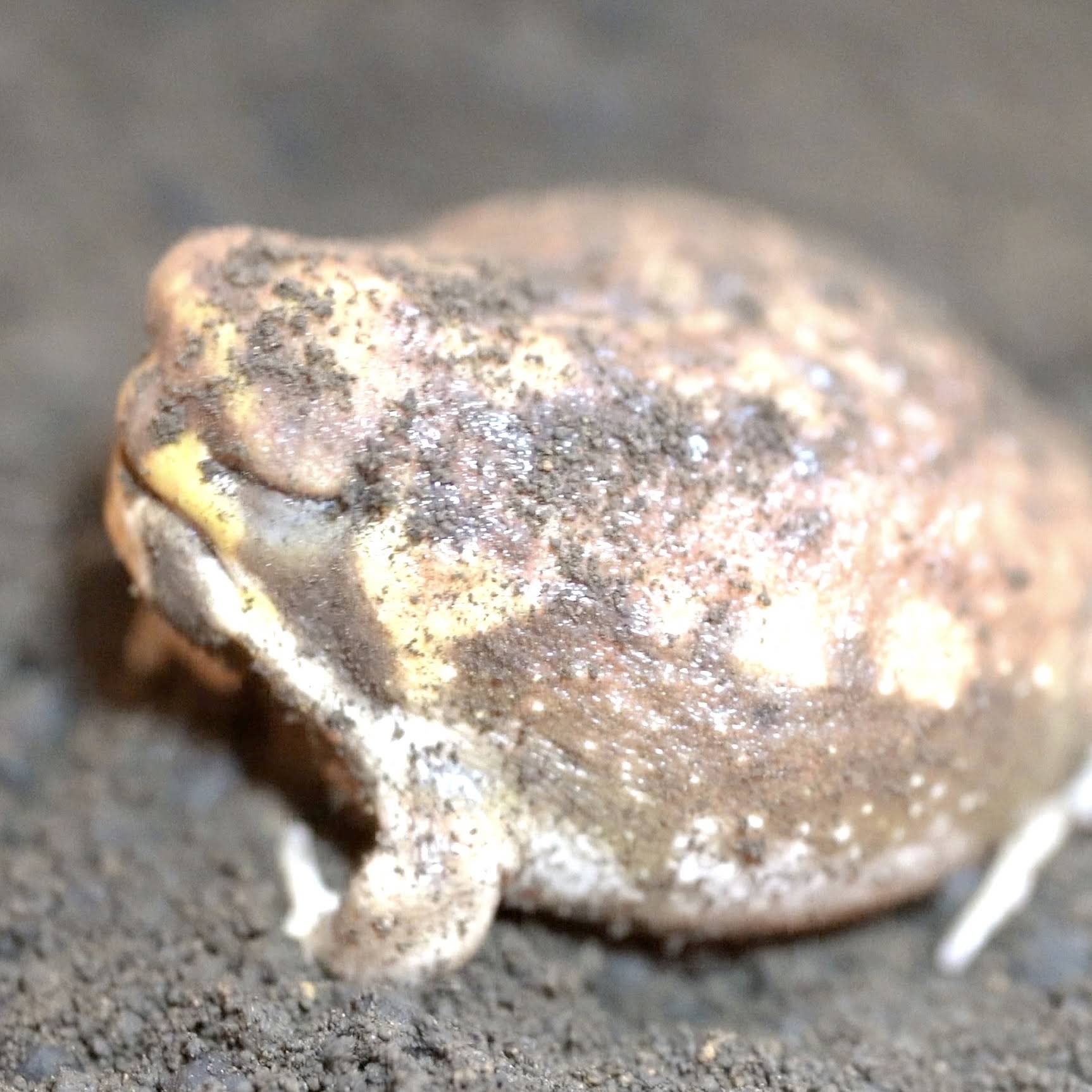 Post from Frog Pamper Moony Plus