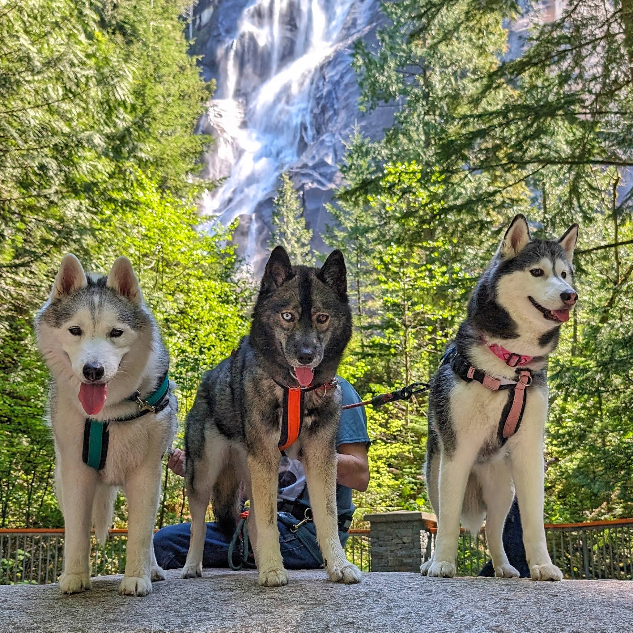 Post from Snow Dogs Vlogs