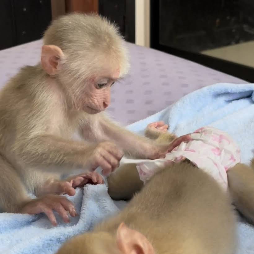 Post from Bryan Monkey