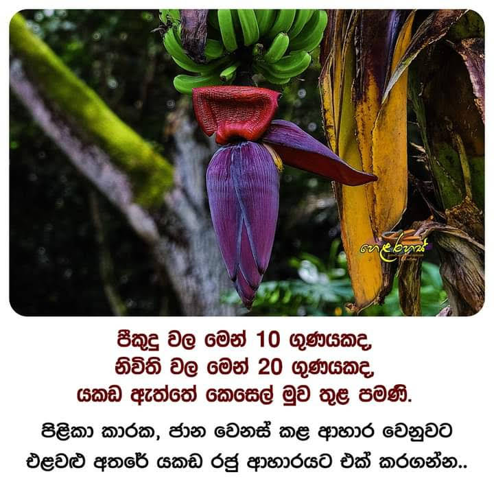 Post from Animals Lanthaya