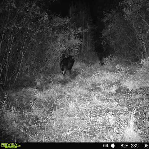 Post from Standing Goats Rescue