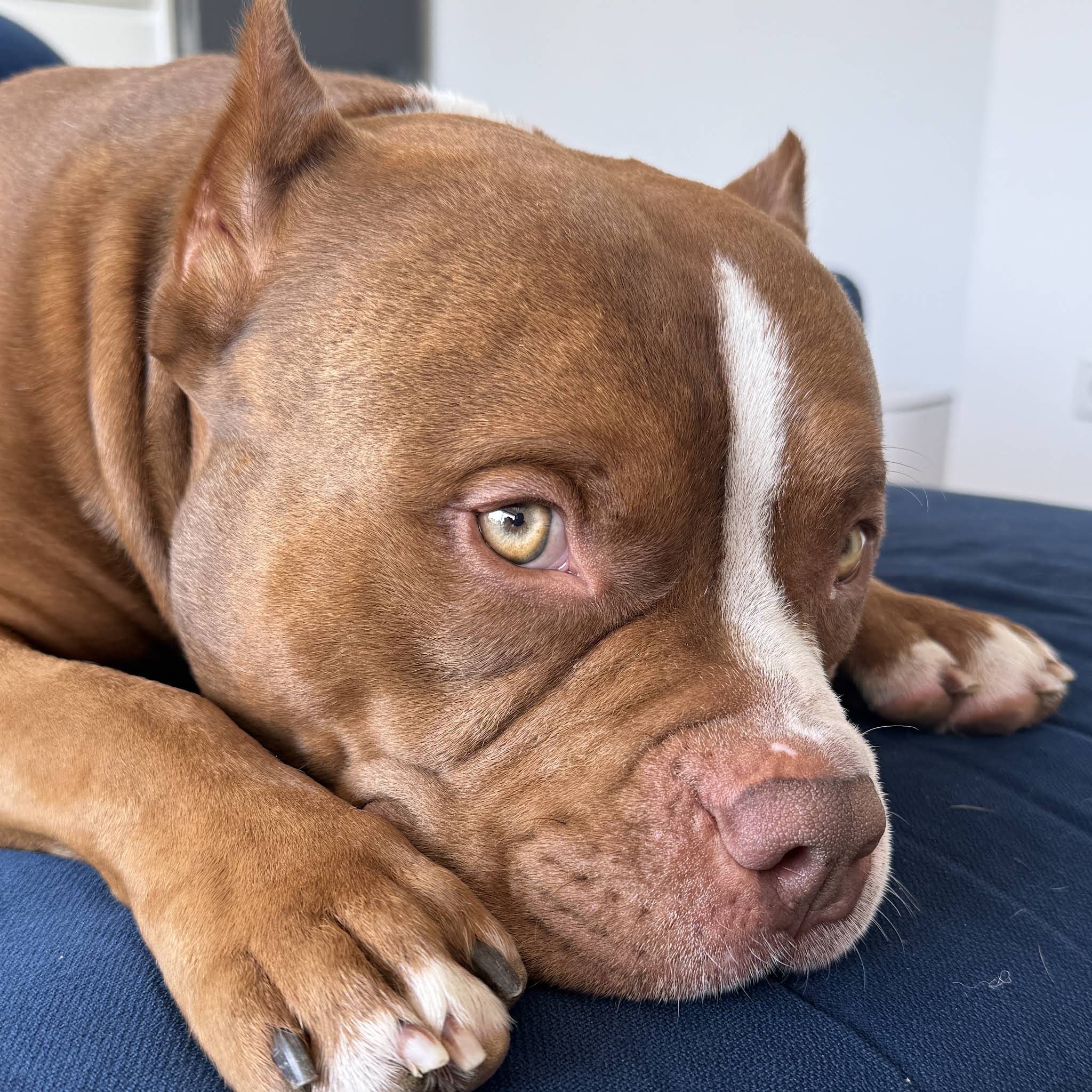 Post from Chocodogger