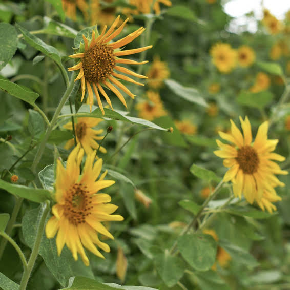 Post from Haracha and Oyaji