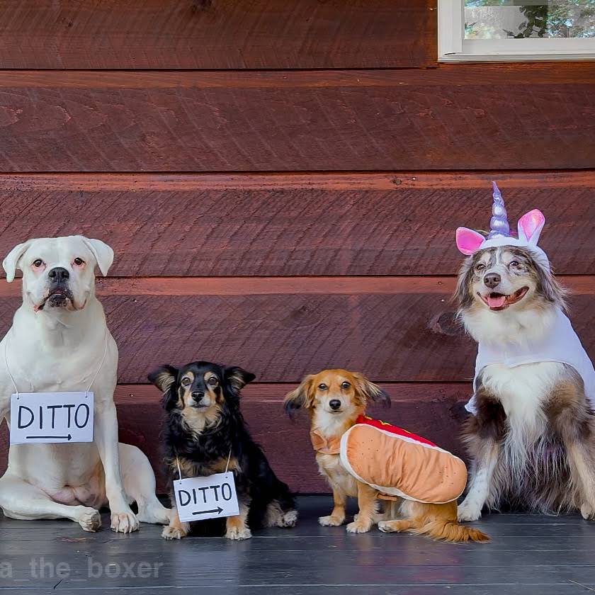Post from Layla The Boxer