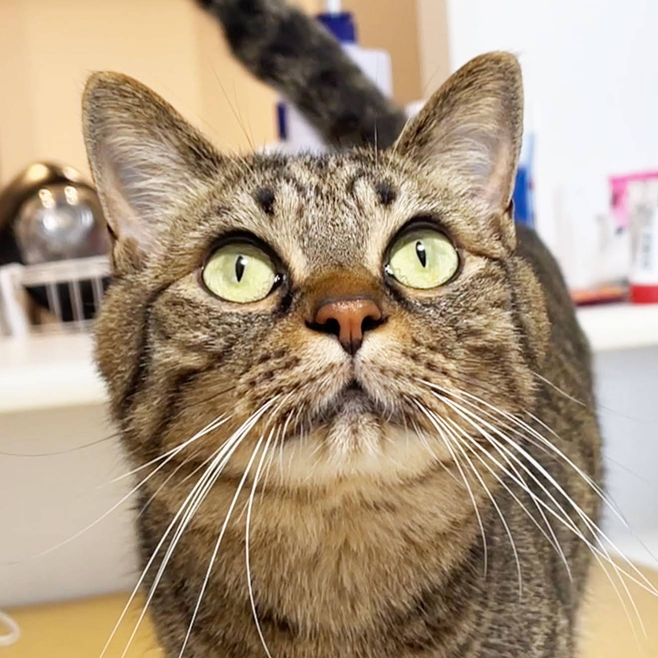 Post from Samoji & Hotane 's Daily Life