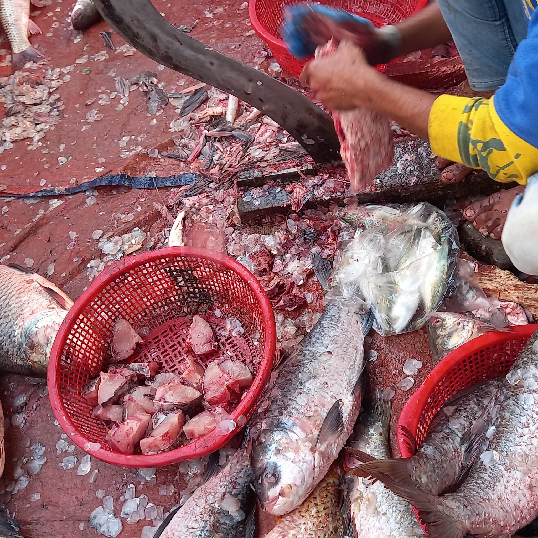 Post from ARS Fish Cutting by Arshad