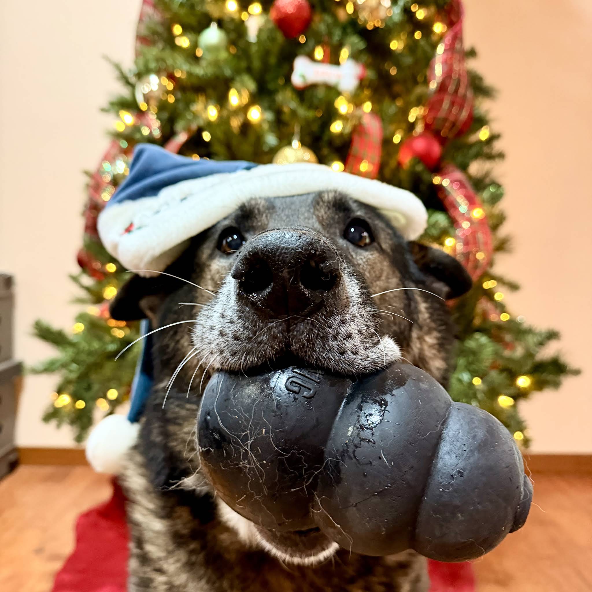 Post from K9 Arlo