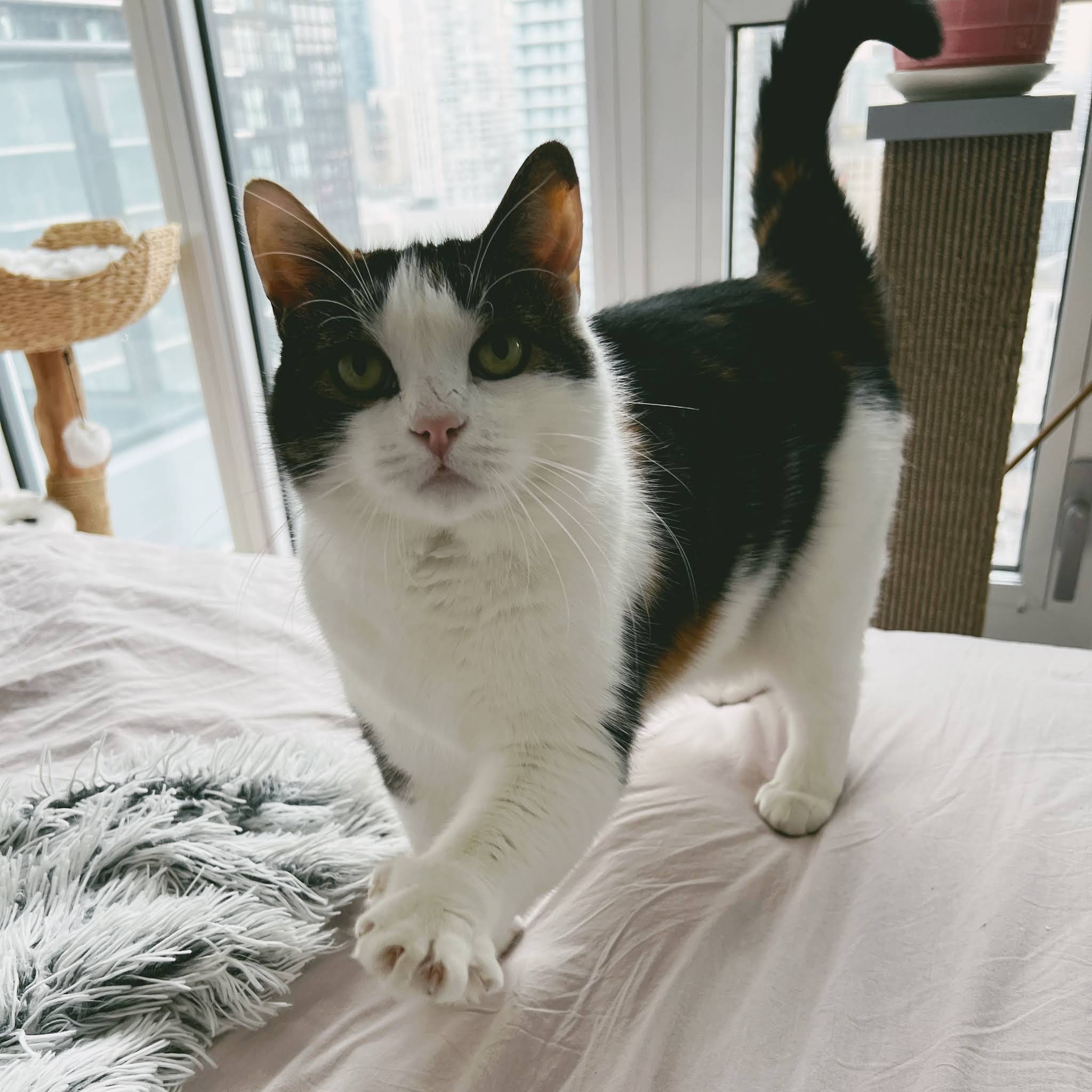 Post from Elie the hallway cat