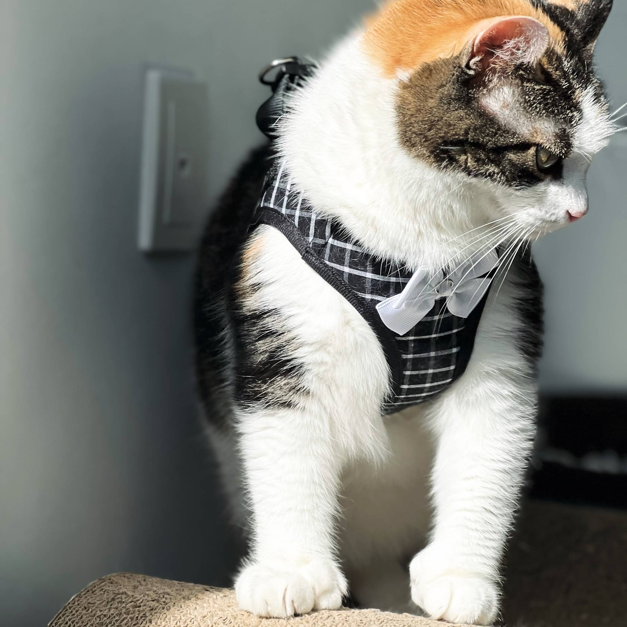 Post from Elie the hallway cat