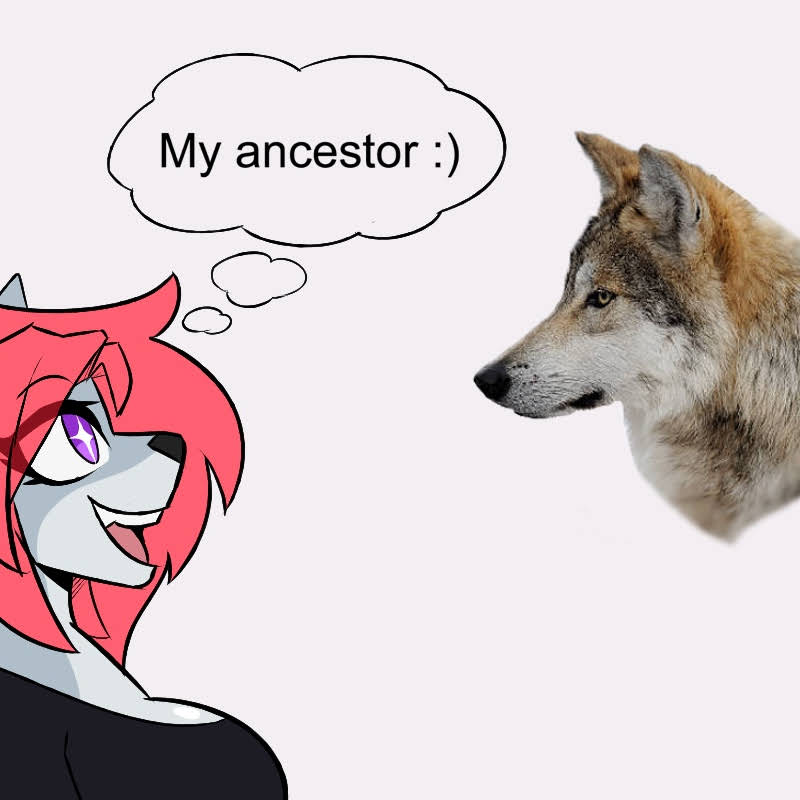Post from Wolfox