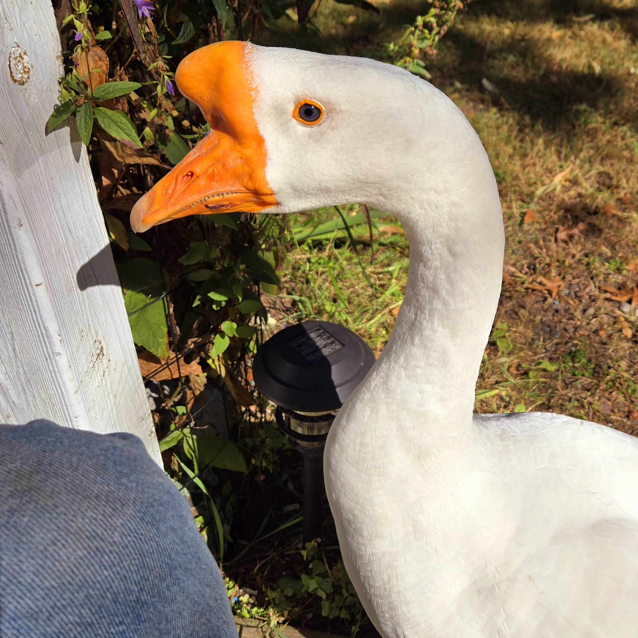 Post from George's Happy Goose family