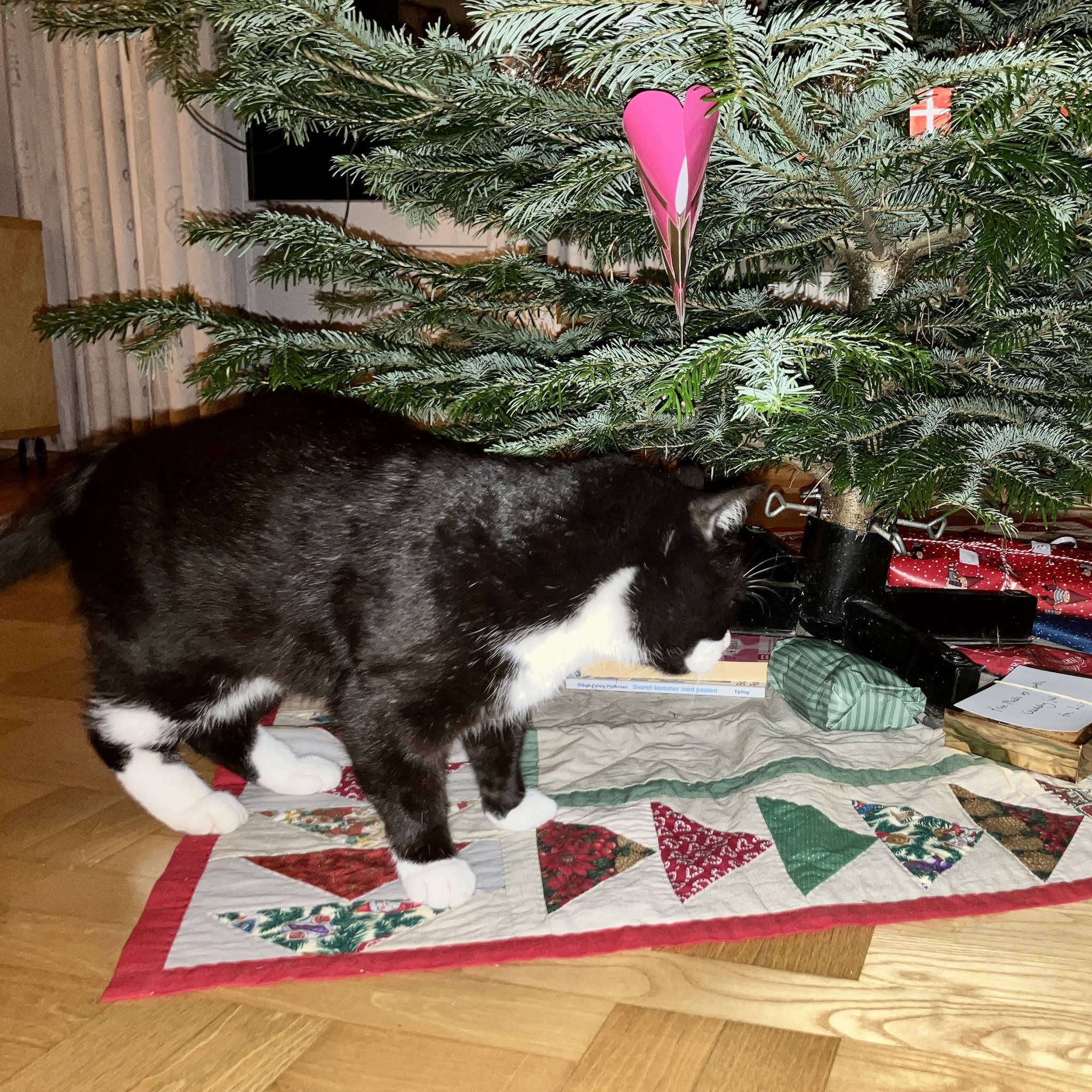 Post from Everyday Cat Stories