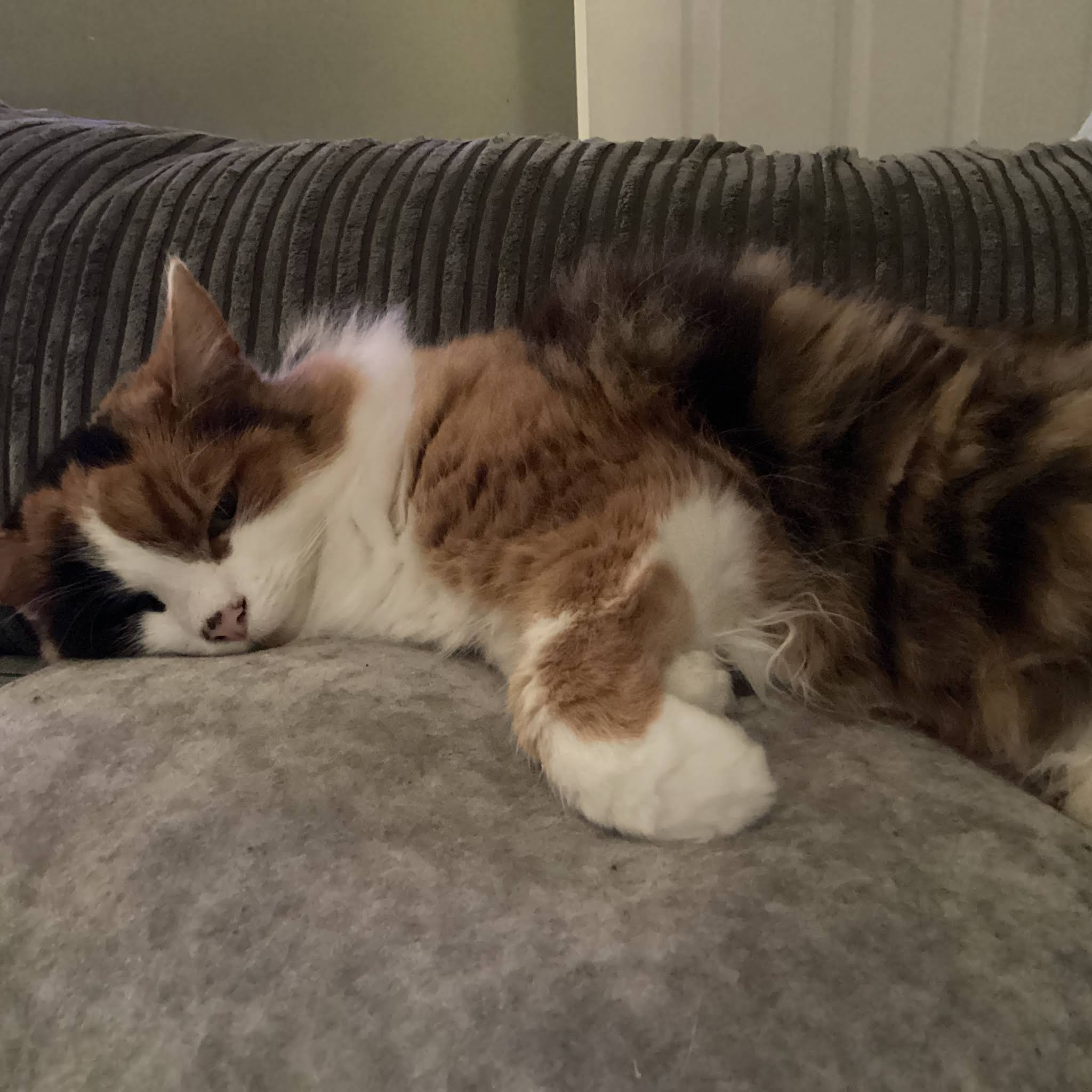 Post from ☃️ Ur Miles Morales, TT, J&J & Lunatic Dad Fan ☃️