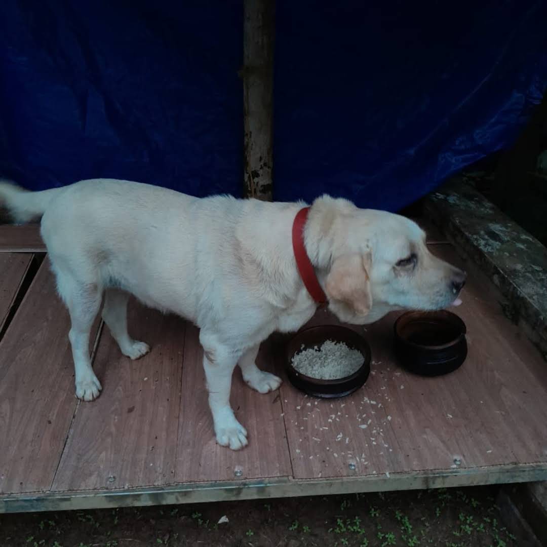 Post from Palakkadan changathi