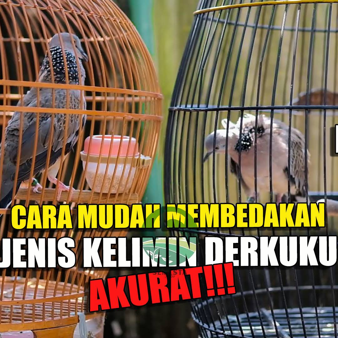 Post from SEMESTA Farm