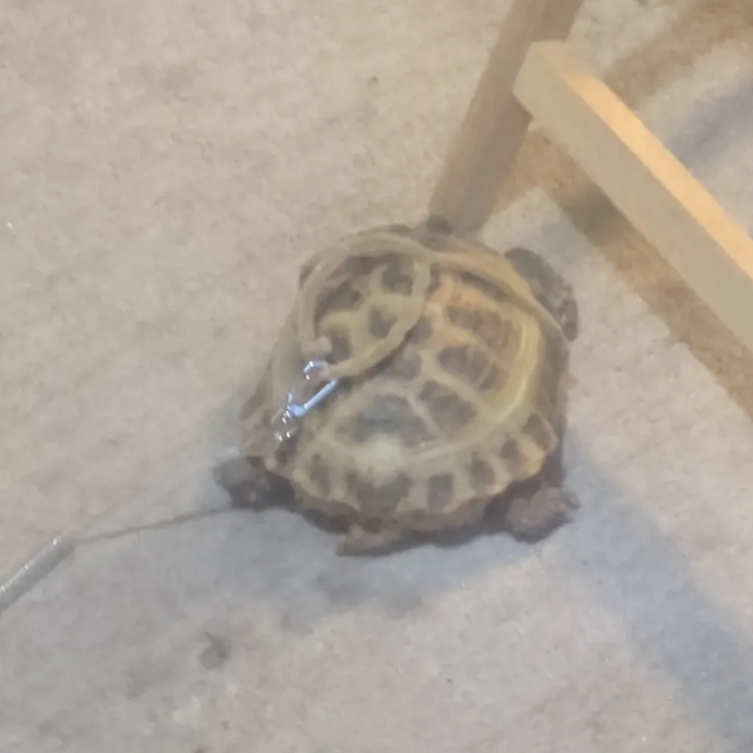 Post from Charmy Chippy