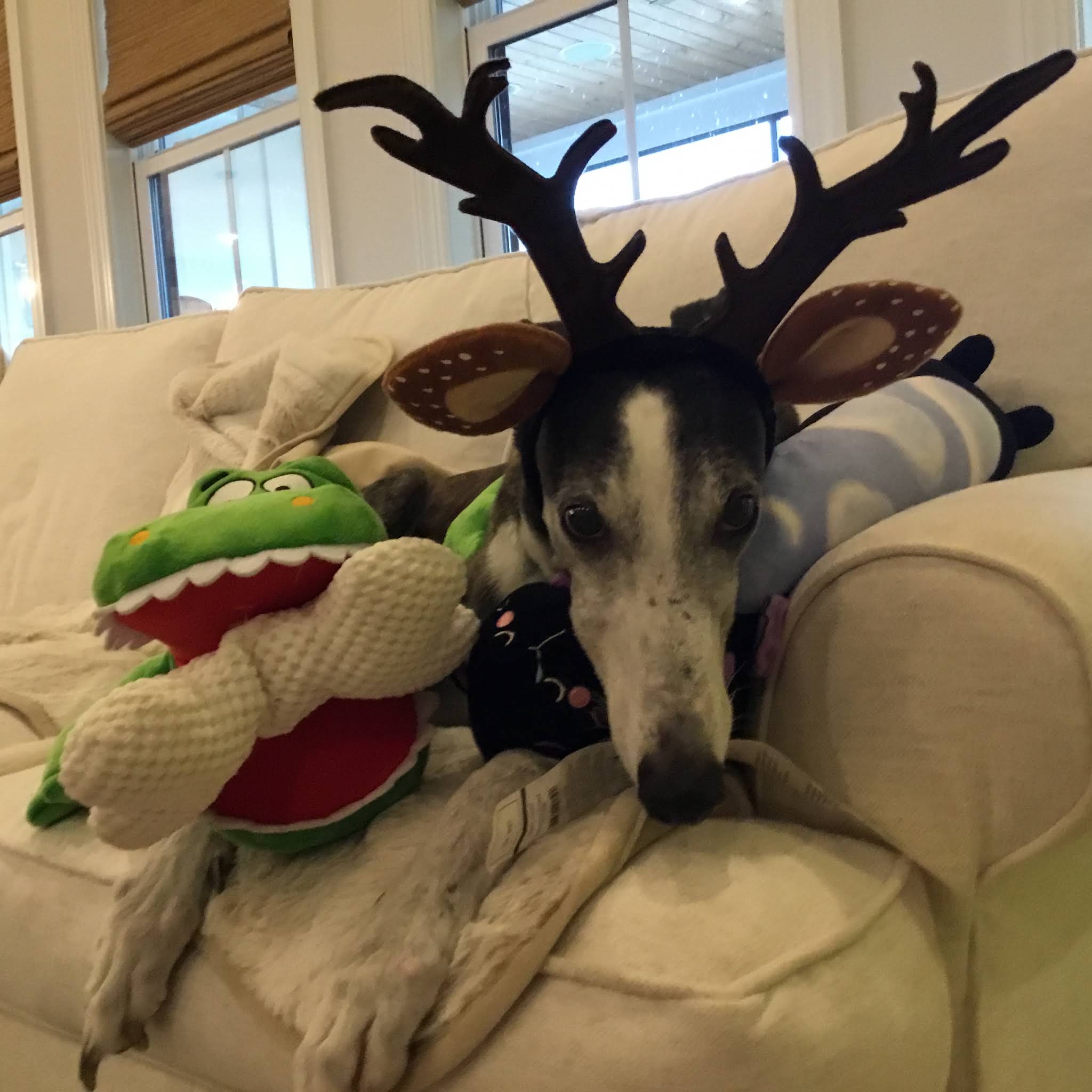 Post from Fallon The Greyhound