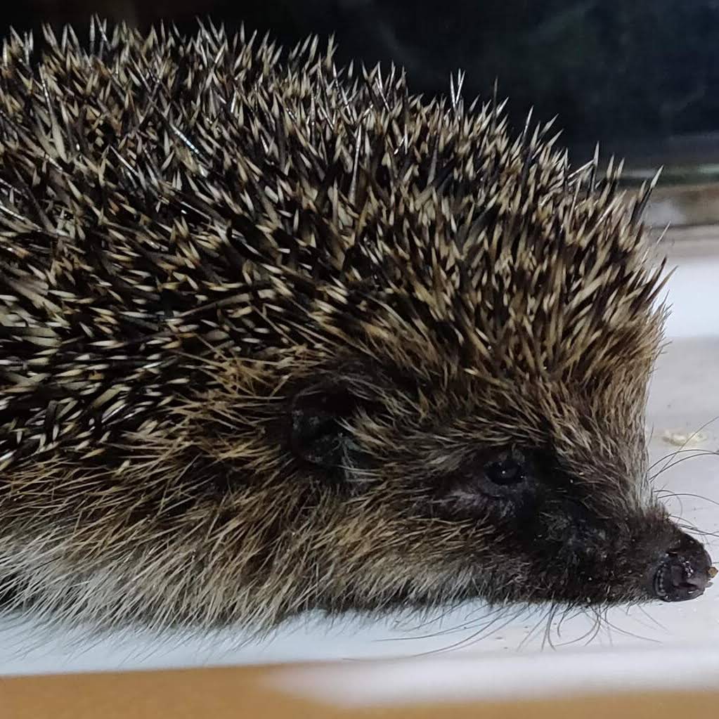 Post from Hogs in HD