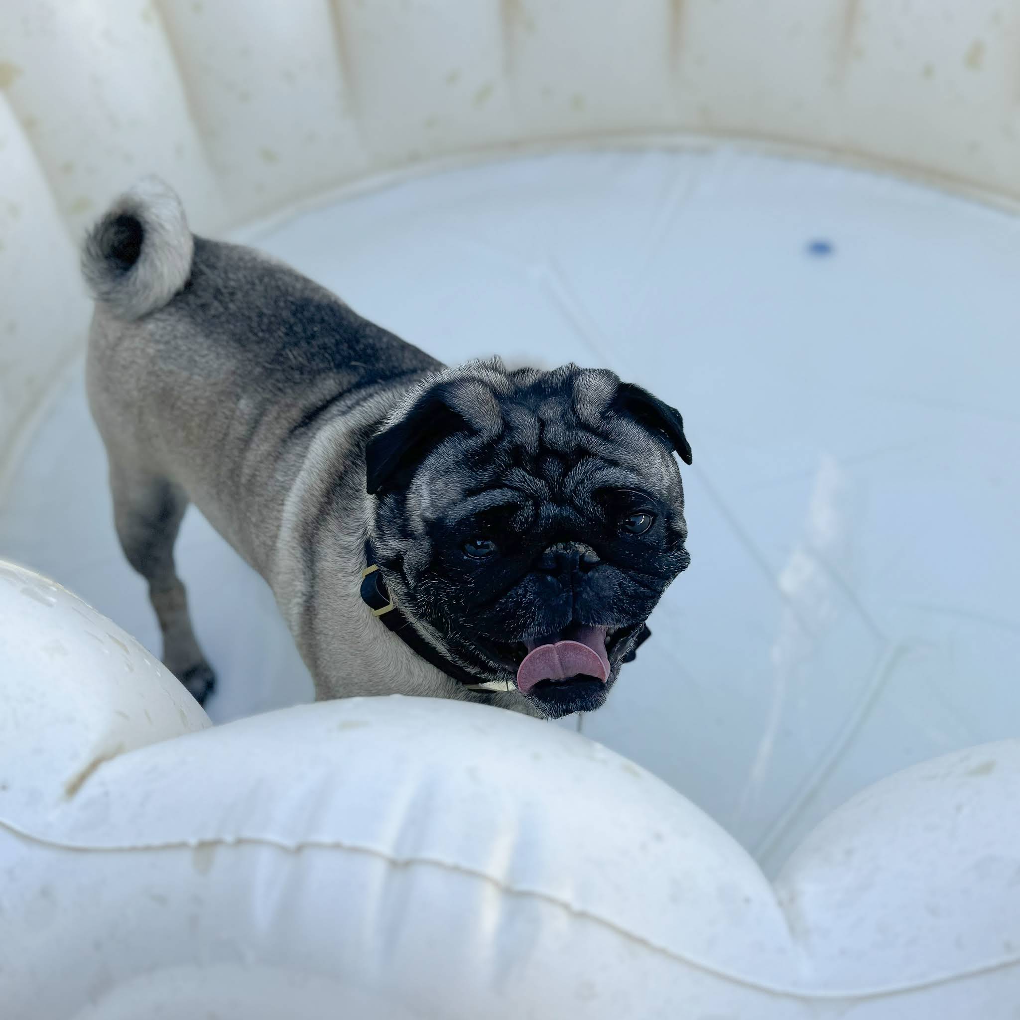 Post from Handstand Pug